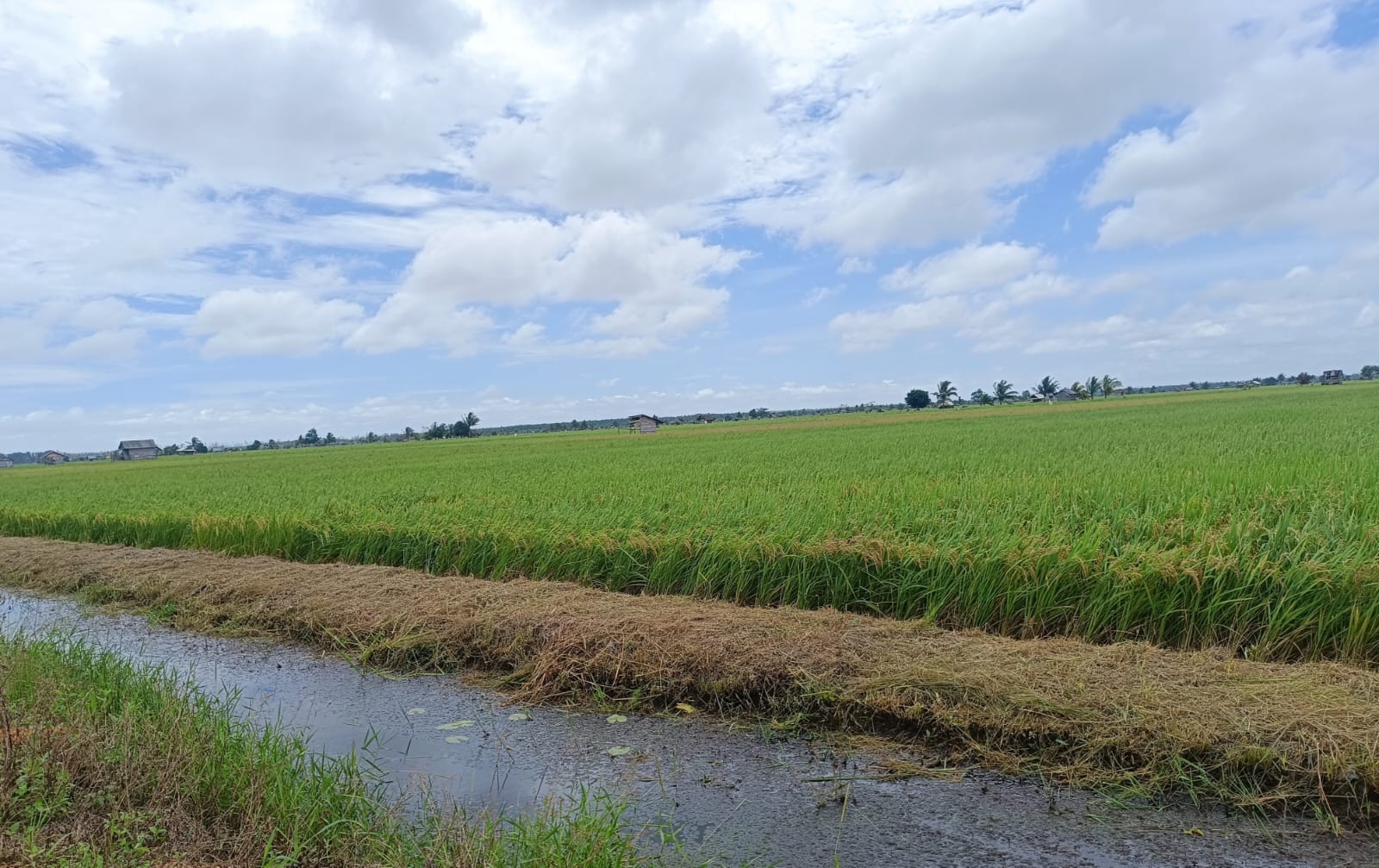Bulog Stop Beli Gabah, Gubernur Hidayat: Jangan Matikan Semangat Petani ...